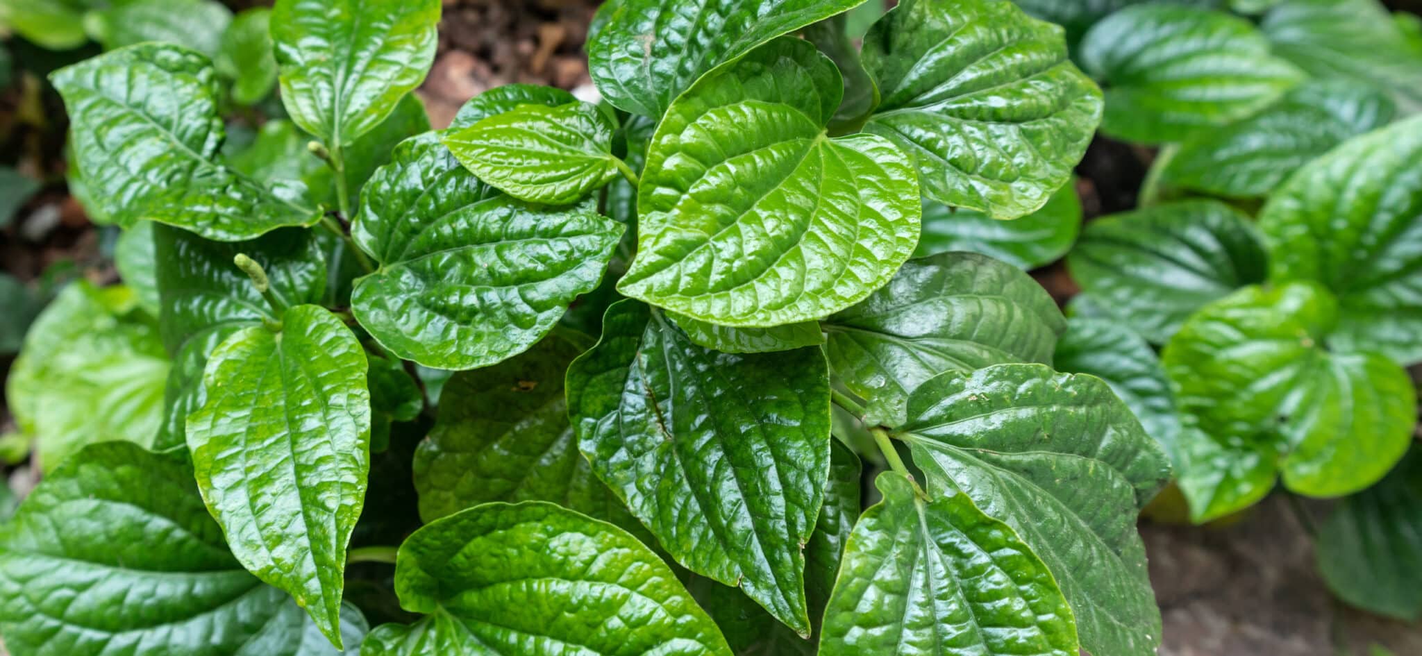 Types of Kava: Everything You Need to Know | KÄLLAVA
